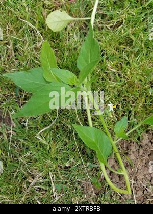 Green Nightshade (Solanum nitidibaccatum) Plantae Stock Photo - Alamy