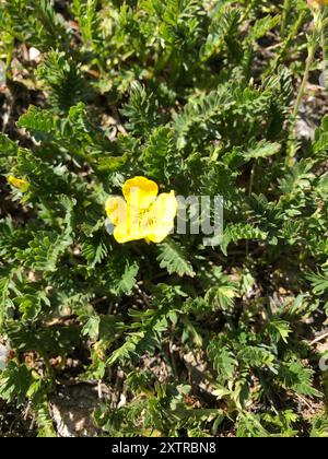 Ross' Avens (Geum rossii) Plantae Stock Photo - Alamy