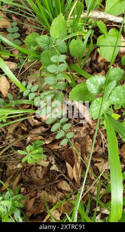 Bush Vetch (Vicia sepium) Plantae Stock Photo - Alamy