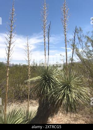 (Yucca elata elata) Plantae Stock Photo - Alamy