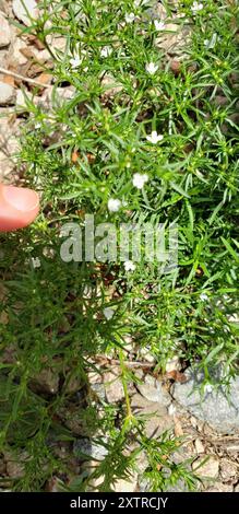 Rust Weed (Polypremum procumbens) Plantae Stock Photo - Alamy