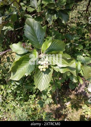 Whitebeam (Aria edulis) Plantae Stock Photo - Alamy
