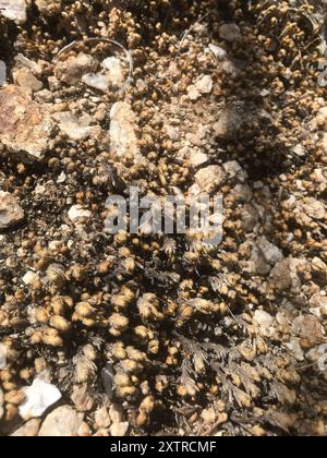 Arizona spikemoss (Selaginella arizonica) Plantae Stock Photo - Alamy
