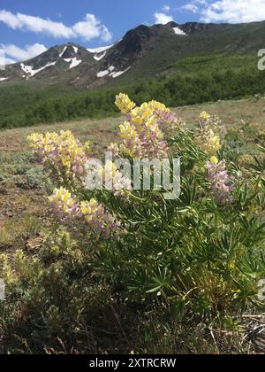 Longspur Lupine (Lupinus arbustus), Plantae, Near Round Lake trailhead ...