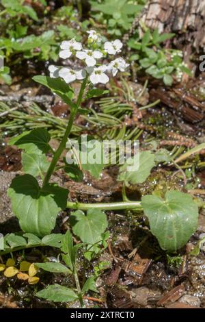 heartleaf bittercress (Cardamine cordifolia) Plantae Stock Photo - Alamy