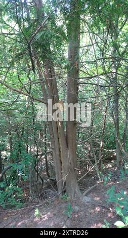 conifers (Pinales) Plantae Stock Photo - Alamy