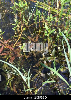 Indian Swampweed (Hygrophila polysperma) Plantae Stock Photo - Alamy