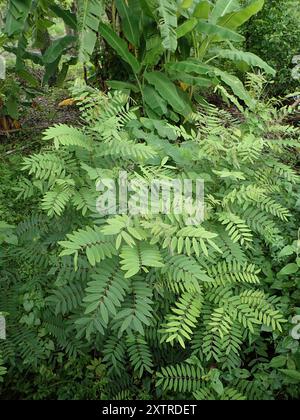 Kassod Tree (Senna siamea) Plantae Stock Photo - Alamy