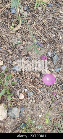 Waxy Checkerbloom (Sidalcea glaucescens) Plantae Stock Photo - Alamy