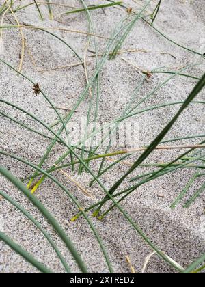 salt rush (Juncus breweri), Plantae, Oceano Dunes State Vehicular ...