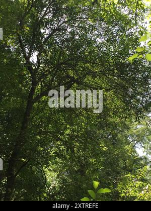 American olive (Cartrema americana) Plantae Stock Photo - Alamy