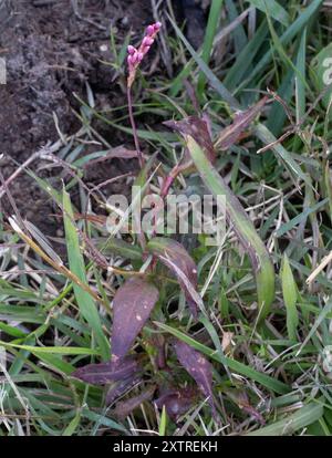 slender knotweed (Persicaria decipiens) Plantae Stock Photo - Alamy