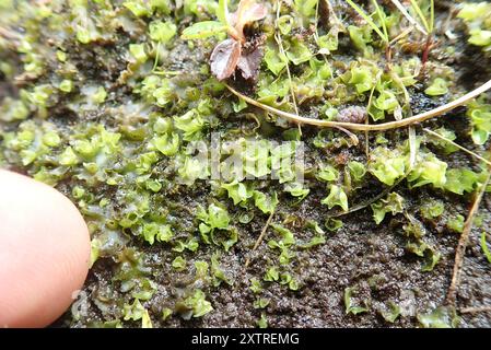 Ring Pellia (Pellia neesiana) Plantae Stock Photo - Alamy