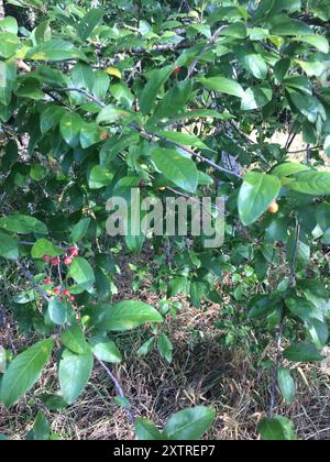 Bitter cherry (Prunus emarginata) Plantae Stock Photo - Alamy