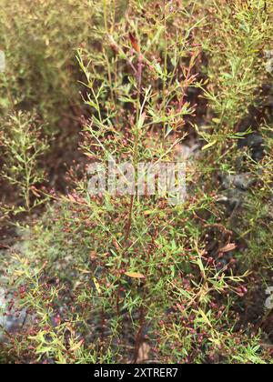Illinois Pinweed (Lechea racemulosa) Plantae Stock Photo - Alamy