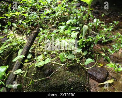 (Peperomia urocarpa) Plantae Stock Photo - Alamy