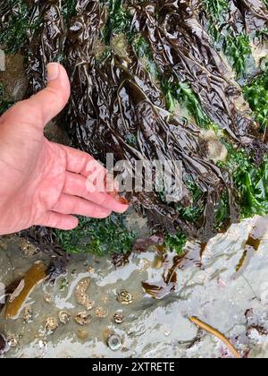(Neoporphyra perforata) Plantae Stock Photo - Alamy