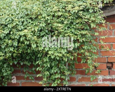 Bushkiller (Causonis japonica) Plantae Stock Photo - Alamy