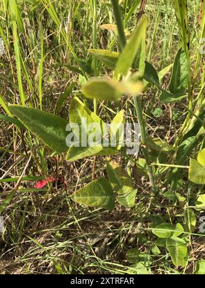 Tweedy's tick clover (Desmodium tweedyi Stock Photo - Alamy