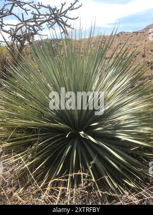 Wheeler sotol (Dasylirion wheeleri) Plantae Stock Photo - Alamy