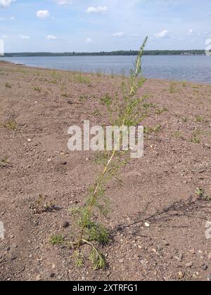 Field Sagewort (Artemisia campestris) Plantae Stock Photo - Alamy