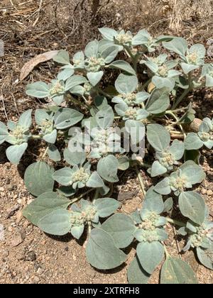 turkey mullein (Croton setiger) Plantae Stock Photo - Alamy