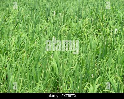 wild rice (Zizania) Plantae Stock Photo - Alamy