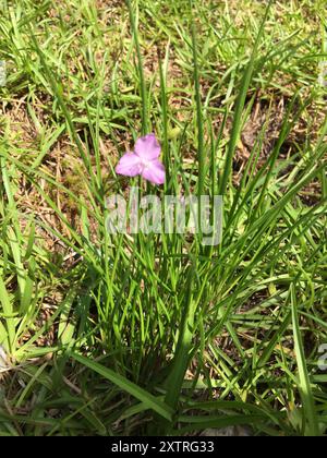 Grassleaf Roseling (Callisia graminea), Plantae, Lumber River State ...