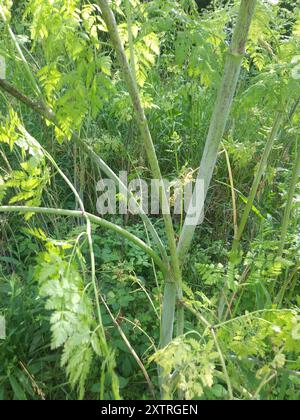 poison hemlock (Conium maculatum) Plantae Stock Photo - Alamy