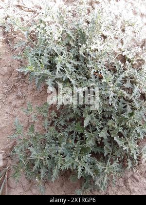 Cutleaf Nightshade (Solanum triflorum) Plantae Stock Photo - Alamy