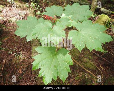 Devil's Club (Oplopanax horridus) Plantae Stock Photo - Alamy