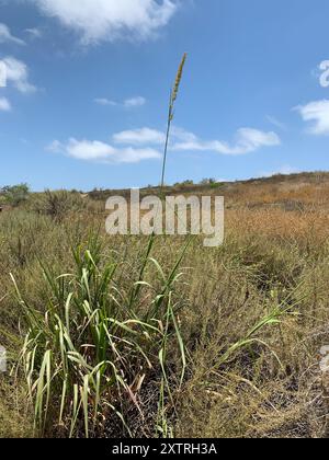 giant wild rye (Leymus condensatus) Plantae Stock Photo - Alamy