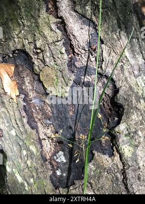 mingled beaksedge (Rhynchospora mixta) Plantae Stock Photo - Alamy