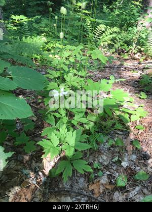 tall thimbleweed (Anemone virginiana) Plantae Stock Photo - Alamy