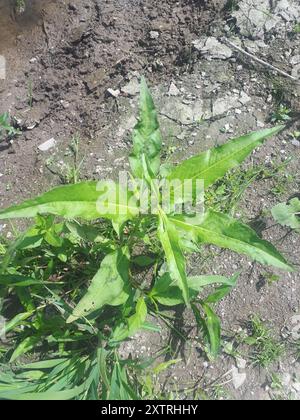 pale smartweed (Persicaria lapathifolia) Plantae Stock Photo - Alamy