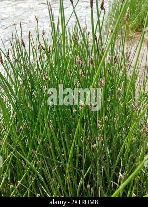 spikerushes (Eleocharis) Plantae Stock Photo - Alamy