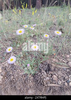 aspen fleabane (Erigeron speciosus) Plantae Stock Photo - Alamy