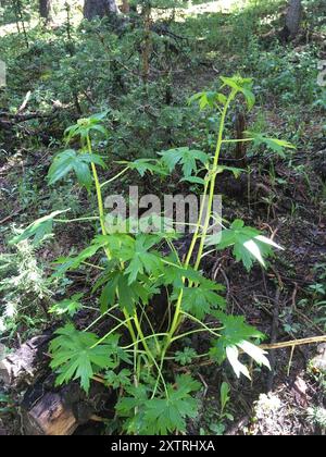 Subalpine Larkspur (Delphinium barbeyi) Plantae Stock Photo - Alamy