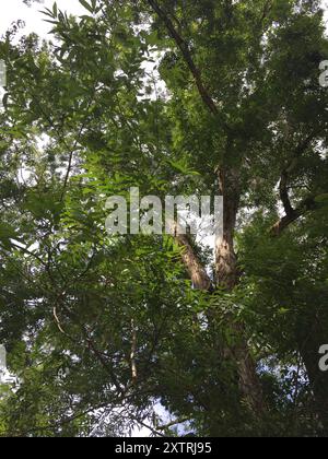 water hickory (Carya aquatica) Plantae Stock Photo - Alamy