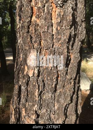 Chihuahuan pine (Pinus leiophylla) Plantae Stock Photo - Alamy