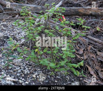 Common Correa (Correa reflexa) Plantae Stock Photo - Alamy