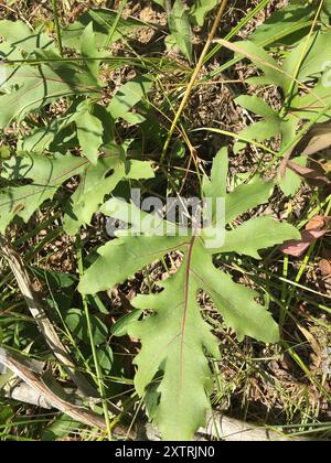 Kidney-leaf Rosinweed (Silphium compositum) Plantae Stock Photo - Alamy