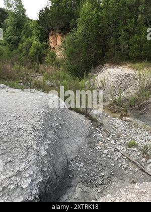 Poverty Weed (Baccharis neglecta) Plantae Stock Photo - Alamy