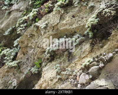 (Crossostephium chinense) Plantae Stock Photo - Alamy