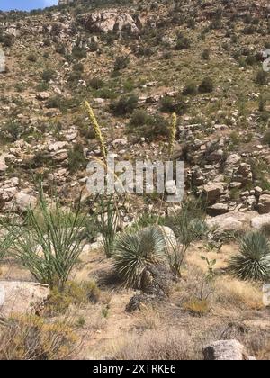 Wheeler sotol (Dasylirion wheeleri) Plantae Stock Photo - Alamy
