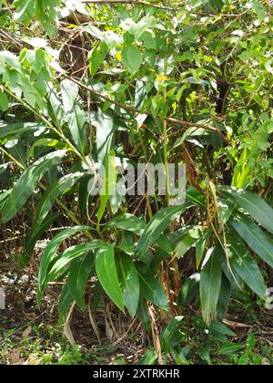 Shell ginger (Alpinia zerumbet) Plantae Stock Photo - Alamy