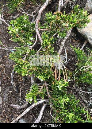 creeping juniper (Juniperus horizontalis) Plantae Stock Photo - Alamy