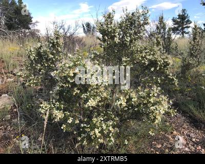 Stansbury's Cliffrose (Purshia stansburyana) Plantae Stock Photo - Alamy