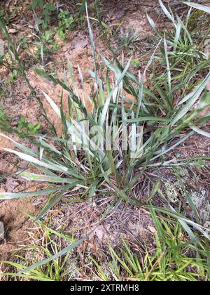 Silkgrasses (Pityopsis) Plantae Stock Photo - Alamy