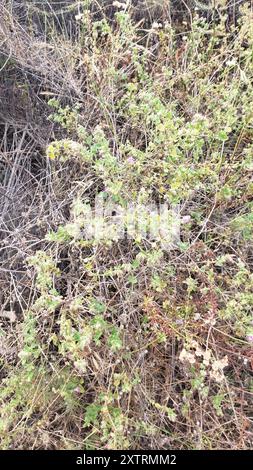 Wishbone Bush (Mirabilis laevis) Plantae Stock Photo - Alamy